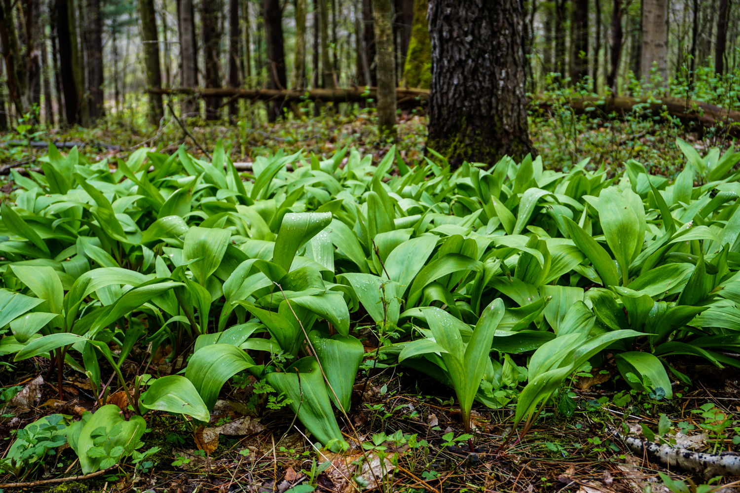 Ramps: How To Eat This Native Plant - Naturally Green FLX