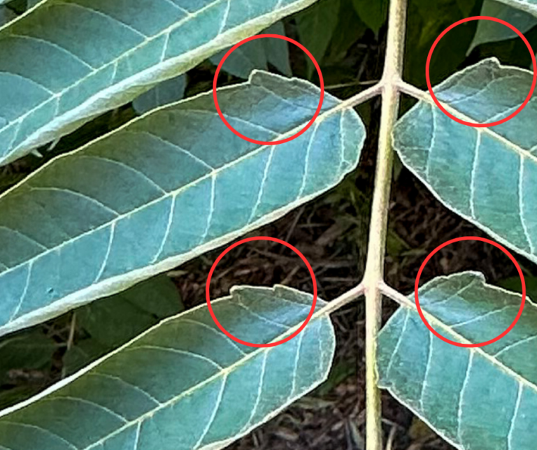 Getting Rid Of A Tree Of Heaven - Naturally Green FLX